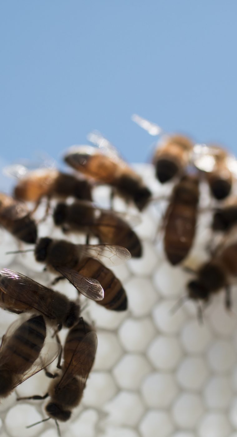Home - Two Hives Honey - Honey and Hive Tours in Austin, TX
